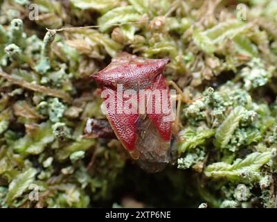 (Hiarchas angularis) Insecta Stock Photo - Alamy