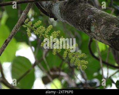 (Anamirta cocculus) Plantae Stock Photo - Alamy