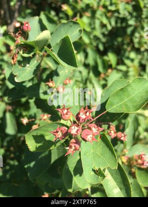 Low Serviceberry (Amelanchier humilis) Plantae Stock Photo - Alamy