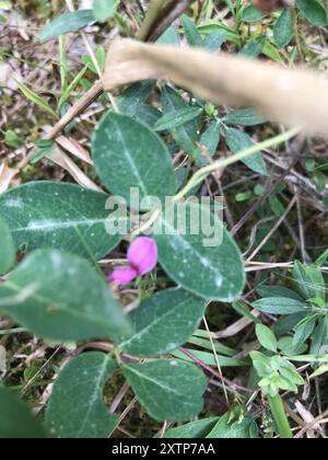 eastern milk-pea (Galactia regularis) Plantae Stock Photo - Alamy