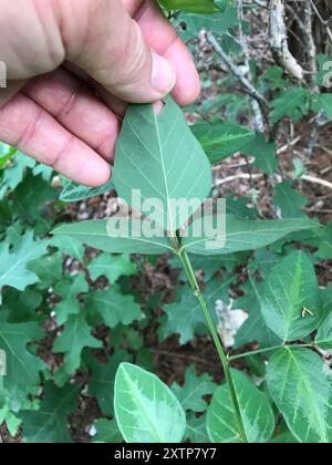 Tweedy's tick clover (Desmodium tweedyi) Plantae Stock Photo - Alamy