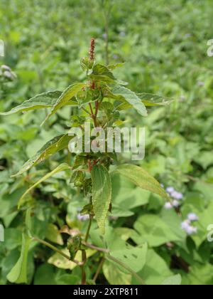 Asian Copperleaf (Acalypha australis) Plantae Stock Photo - Alamy