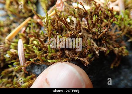 Papillose Bloom Moss (Schistidium papillosum) Plantae Stock Photo - Alamy