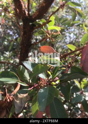 Arizona madrone (Arbutus arizonica) Plantae Stock Photo - Alamy