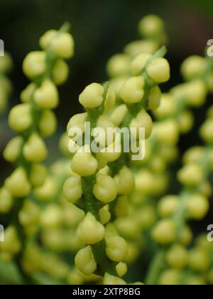 (Chloranthus spicatus) Plantae Stock Photo - Alamy