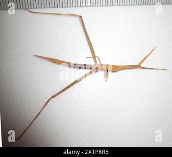 Silent Slant-faced Grasshoppers (Acridinae) Insecta Stock Photo - Alamy