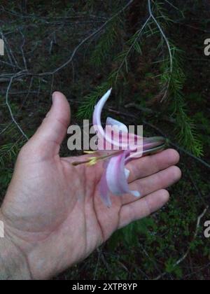Washington lily (Lilium washingtonianum), Plantae, Calaveras Big Trees ...