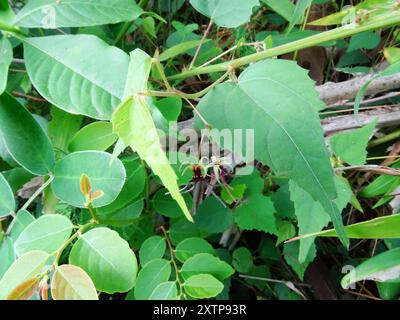 Common Hog Weed (Byttneria herbacea) Plantae Stock Photo - Alamy