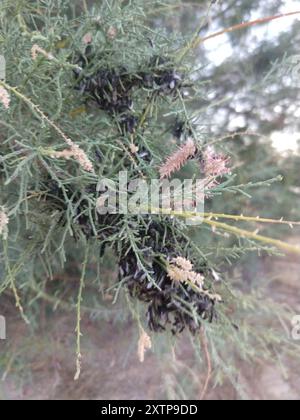Tiphiid Flower Wasps (Tiphiidae) Insecta Stock Photo - Alamy