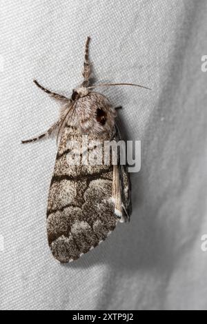 Eastern Panthea Moth (Panthea furcilla) Insecta Stock Photo - Alamy
