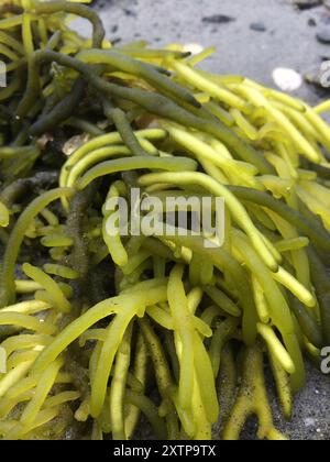 Codiums (Codium) Plantae Stock Photo - Alamy