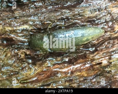 (Orthostethus infuscatus) Insecta Stock Photo - Alamy