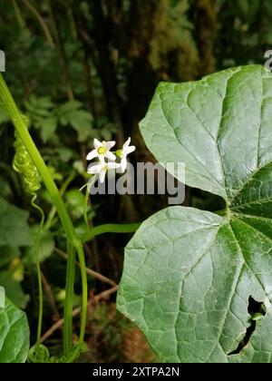 coastal manroot (Marah oregana) Plantae Stock Photo - Alamy
