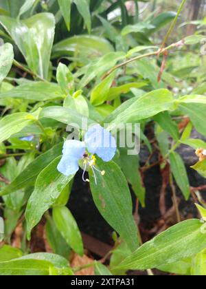 Common Dayflower (Commelina erecta erecta) Plantae Stock Photo - Alamy