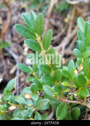 Oregon Boxwood (Paxistima myrsinites) Plantae Stock Photo - Alamy
