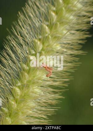 (Setaria pallide-fusca) Plantae Stock Photo - Alamy