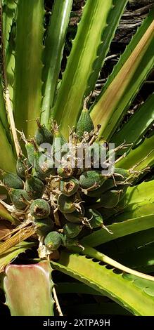piñuela (Bromelia pinguin) Plantae Stock Photo - Alamy