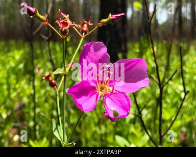 Savannah meadowbeauty (Rhexia alifanus) Plantae Stock Photo - Alamy