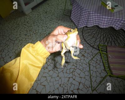 Yellow Toad (Incilius luetkenii) Amphibia Stock Photo - Alamy