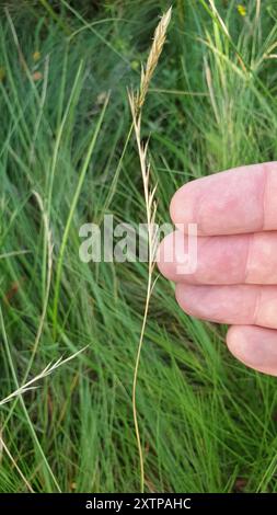 Matgrass (Nardus stricta) Plantae Stock Photo - Alamy