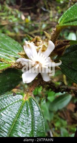(Blakea hispida) Plantae Stock Photo - Alamy