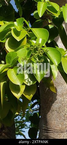 black mampoo (Guapira fragrans) Plantae Stock Photo - Alamy