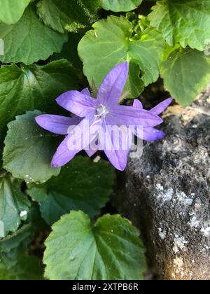 Trailing bellflower (Campanula poscharskyana) Plantae Stock Photo - Alamy