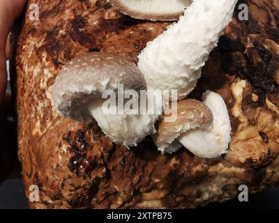 New Zealand shiitake (Lentinula novae-zelandiae) Fungi Stock Photo - Alamy