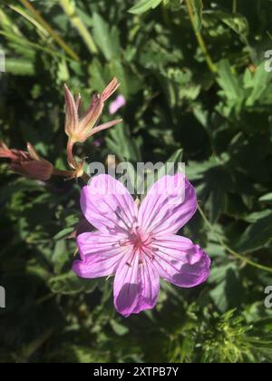 sticky geranium (Geranium viscosissimum) Plantae Stock Photo - Alamy
