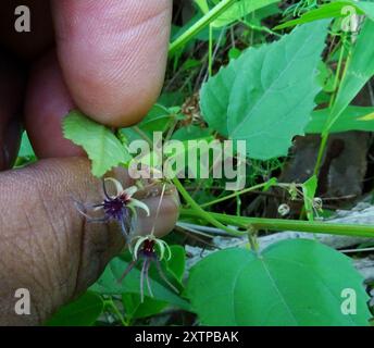 Common Hog Weed (Byttneria herbacea) Plantae Stock Photo - Alamy