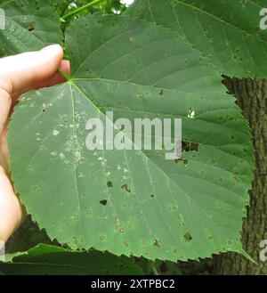 Basswood Lace Bug (Gargaphia tiliae) Insecta Stock Photo - Alamy