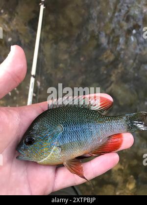 Longear Sunfish Complex (Lepomis megalotis) Actinopterygii Stock Photo ...