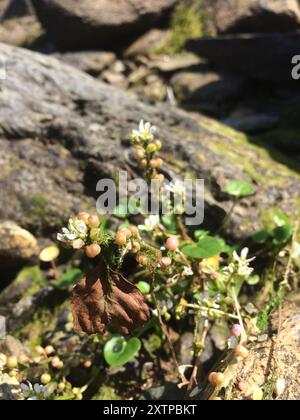 Scurvygrasses (Cochlearia) Plantae Stock Photo - Alamy