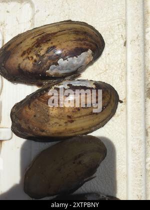 Yellow Sandshell (Lampsilis teres) Mollusca Stock Photo - Alamy