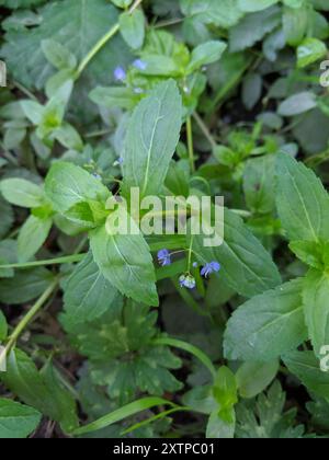 American brooklime (Veronica americana), Plantae, Bridgeway St ...
