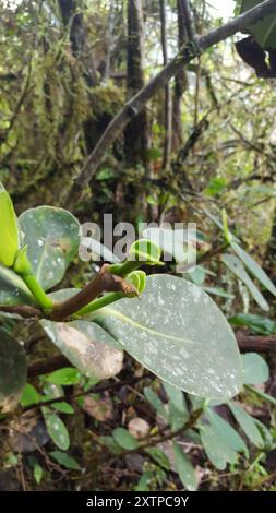 attorney trees (Clusia) Plantae Stock Photo - Alamy
