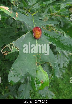 Hedgehog Gall Wasp (Acraspis erinacei) Insecta Stock Photo - Alamy