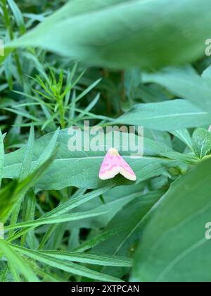 Primrose Moth (Schinia florida) Insecta Stock Photo - Alamy