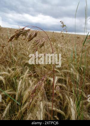 Rye Brome (Bromus secalinus) Plantae Stock Photo - Alamy