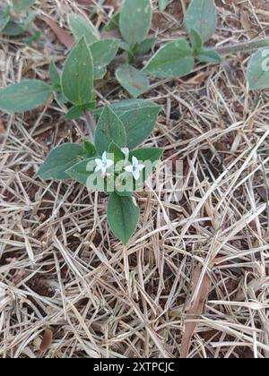 Florida Pusley (Richardia scabra), Plantae, Patulul, Guatemala Stock ...