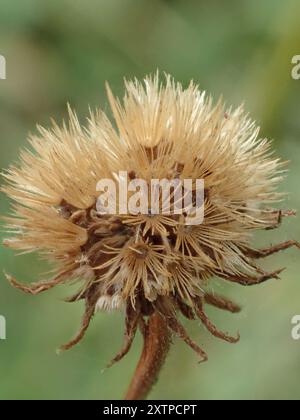 (Aster hispidus) Plantae Stock Photo - Alamy