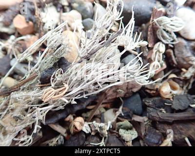 muskgrass (Chara) Plantae Stock Photo - Alamy