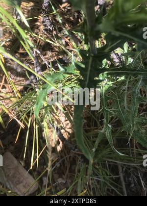 Wheeler's thistle (Cirsium wheeleri) Plantae Stock Photo - Alamy