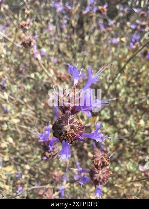 Cleveland Sage (Salvia clevelandii) Plantae Stock Photo - Alamy