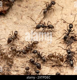 Rainbow, Tyrant, and Meat Ants (Iridomyrmex) Insecta Stock Photo - Alamy