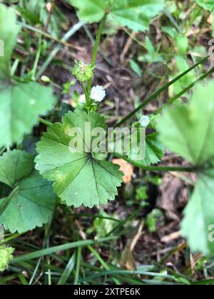 Small Mallow (Malva pusilla) Plantae Stock Photo - Alamy