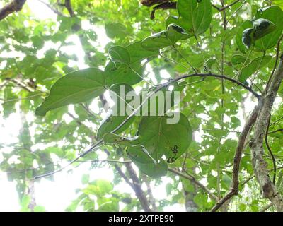 (Anamirta cocculus) Plantae Stock Photo - Alamy