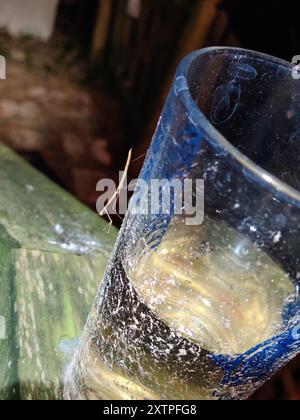 American Grass Mantis (Thesprotia graminis) Insecta Stock Photo - Alamy