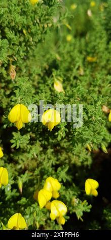 yellow restharrow (Ononis natrix) Plantae Stock Photo - Alamy