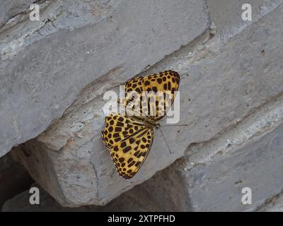 Spotted leopard butterfly (Timelaea maculata) Insecta Stock Photo - Alamy
